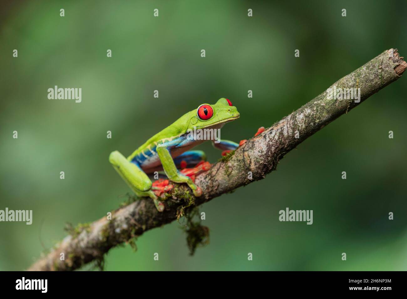 Red eyed tree frog (Agalychnis callidryas), Caribbean breed with blue ...