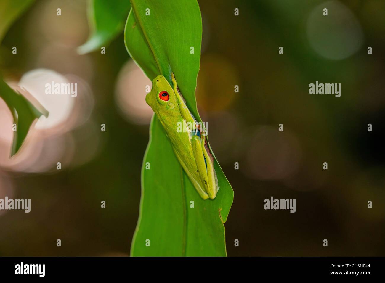 Red eyed tree frog (Agalychnis callidryas), Caribbean breed with blue ...
