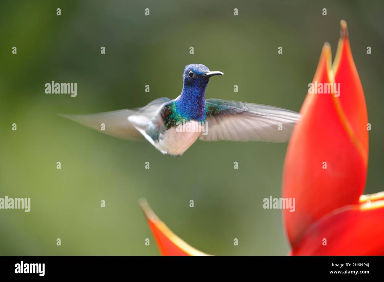 Jacobin bird hi-res stock photography and images - Alamy