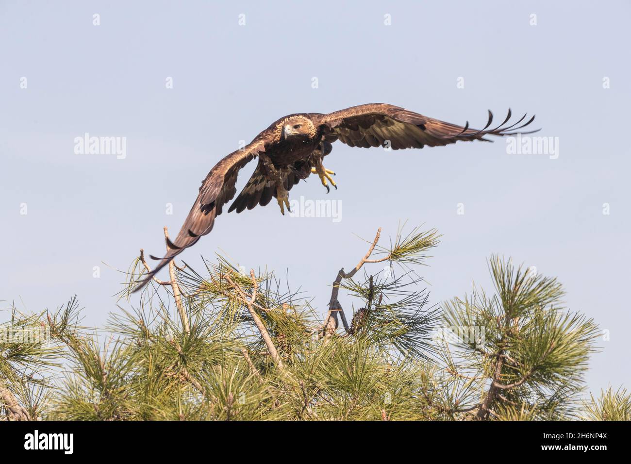 Eagle flying from pine tree hi-res stock photography and images - Alamy