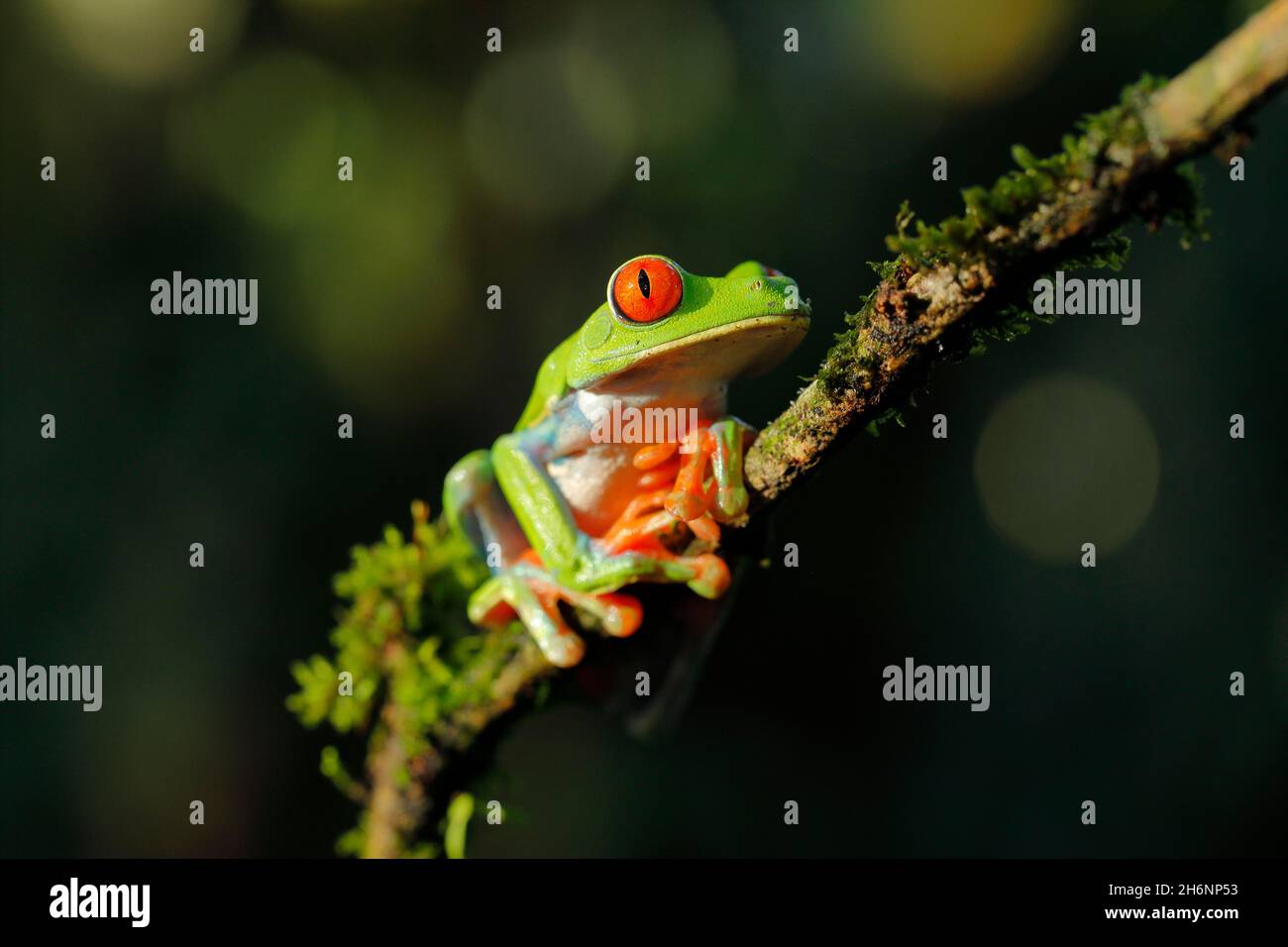 Red eyed tree frog (Agalychnis callidryas), Caribbean breed with blue ...