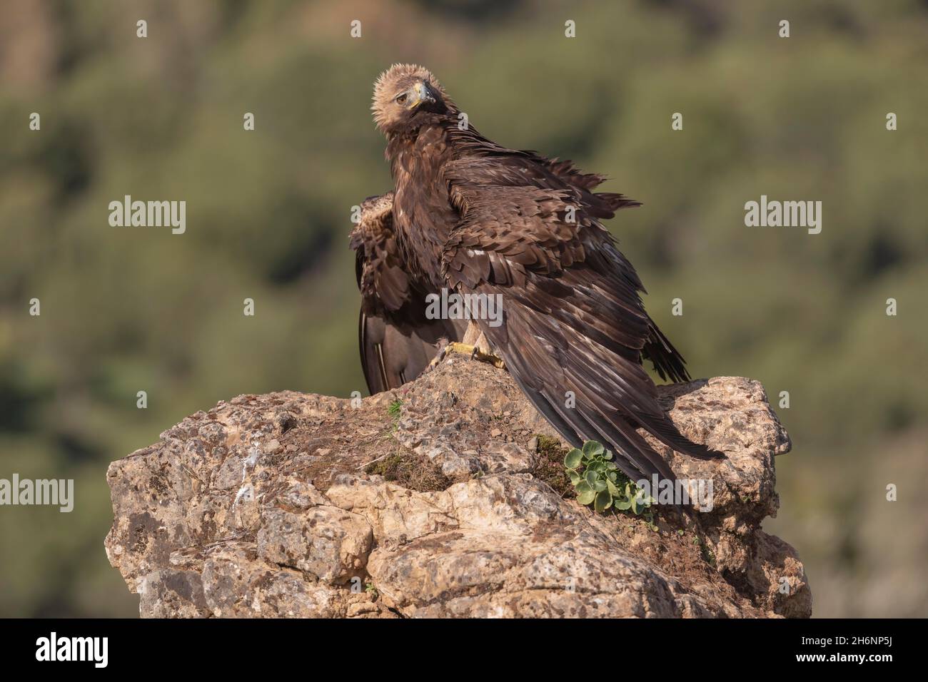 Eagle with outspread wings hi-res stock photography and images - Alamy