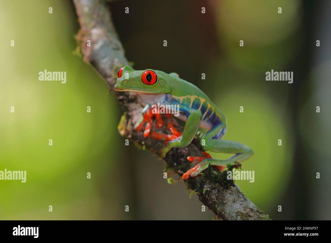 Red eyed tree frog (Agalychnis callidryas), Caribbean breed with blue ...