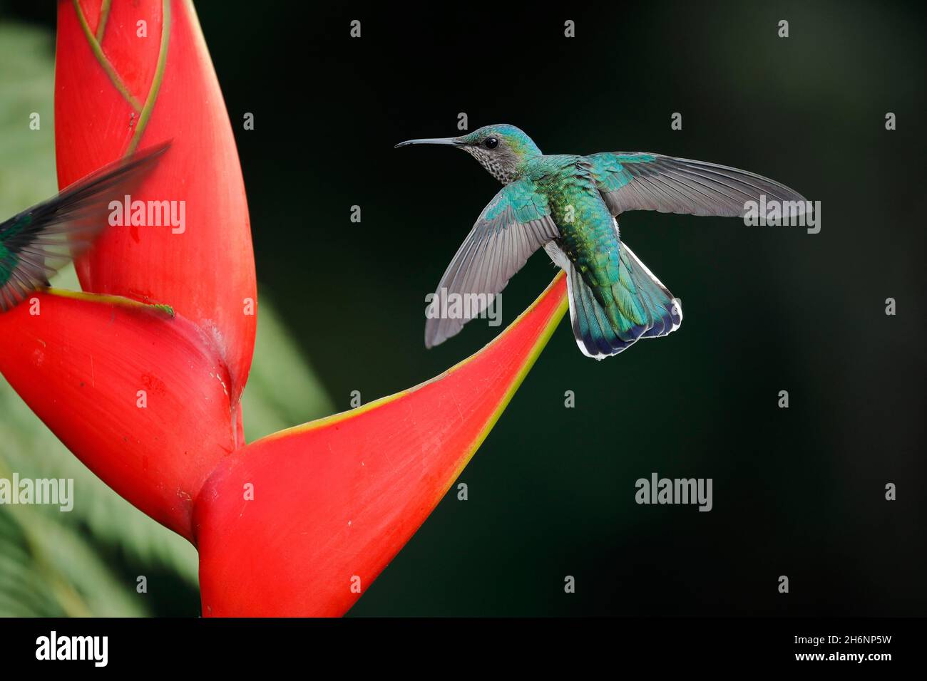 Jacobin bird hi-res stock photography and images - Alamy