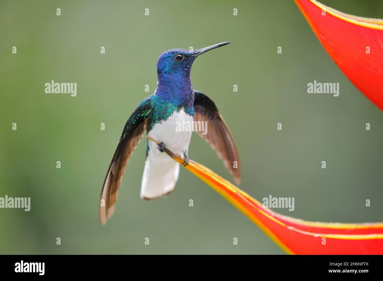 White necked jacobin (Florisuga mellivora) or Jacobin Hummingbird, male ...