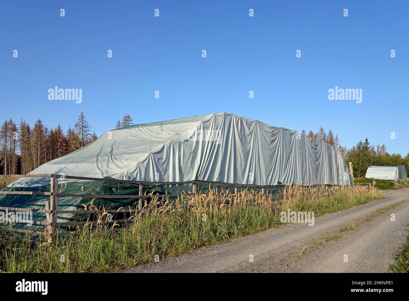 Spruce wood storage Process for wood conservation, Arnsberg Forest ...