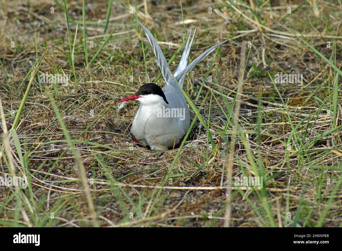 Arctic tern (Kria) and clutch with eggs, summer, breeding season ...