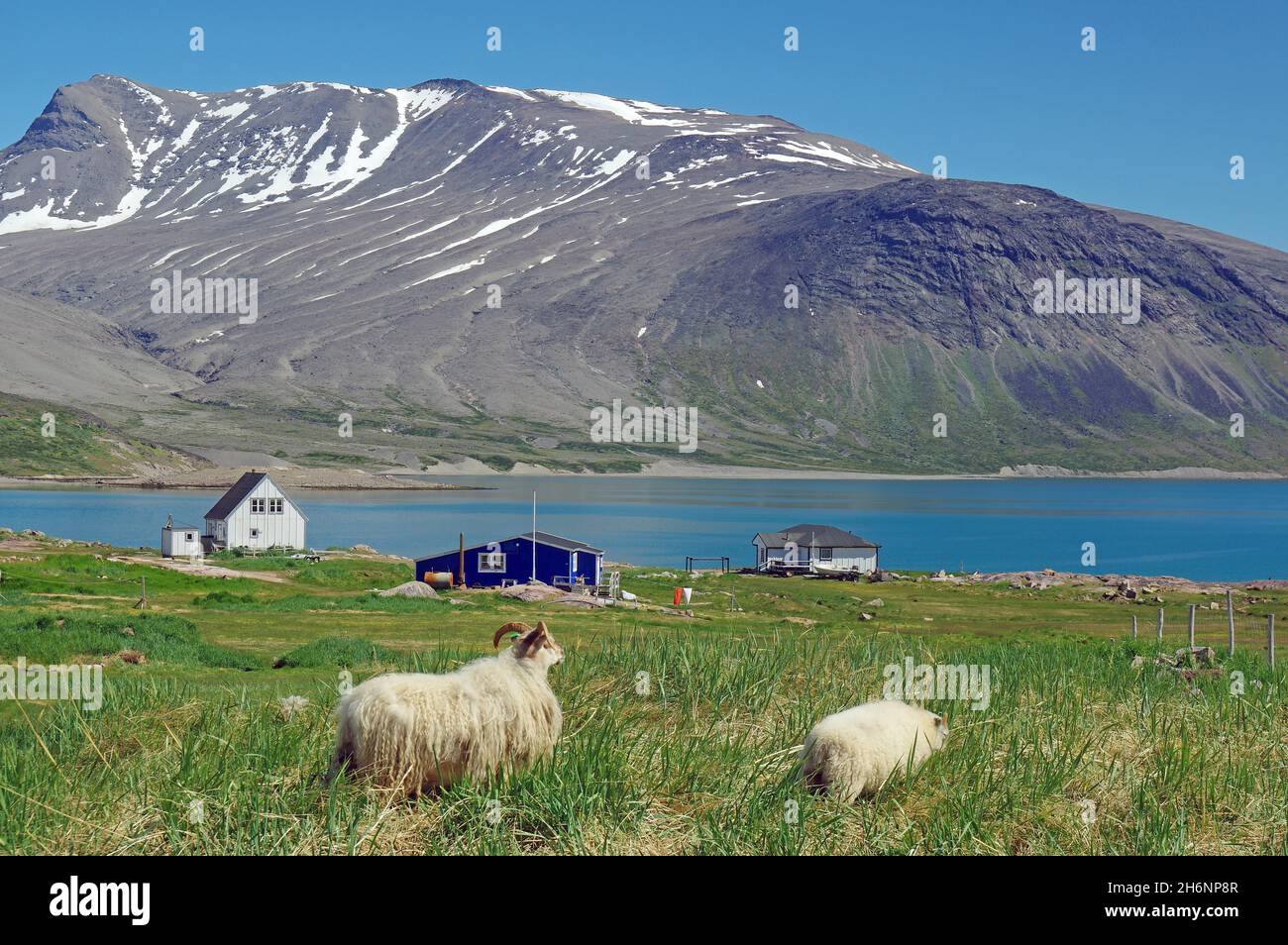 Sheep in a meadow, houses on a fjord in a barren landscape, Igaliku ...