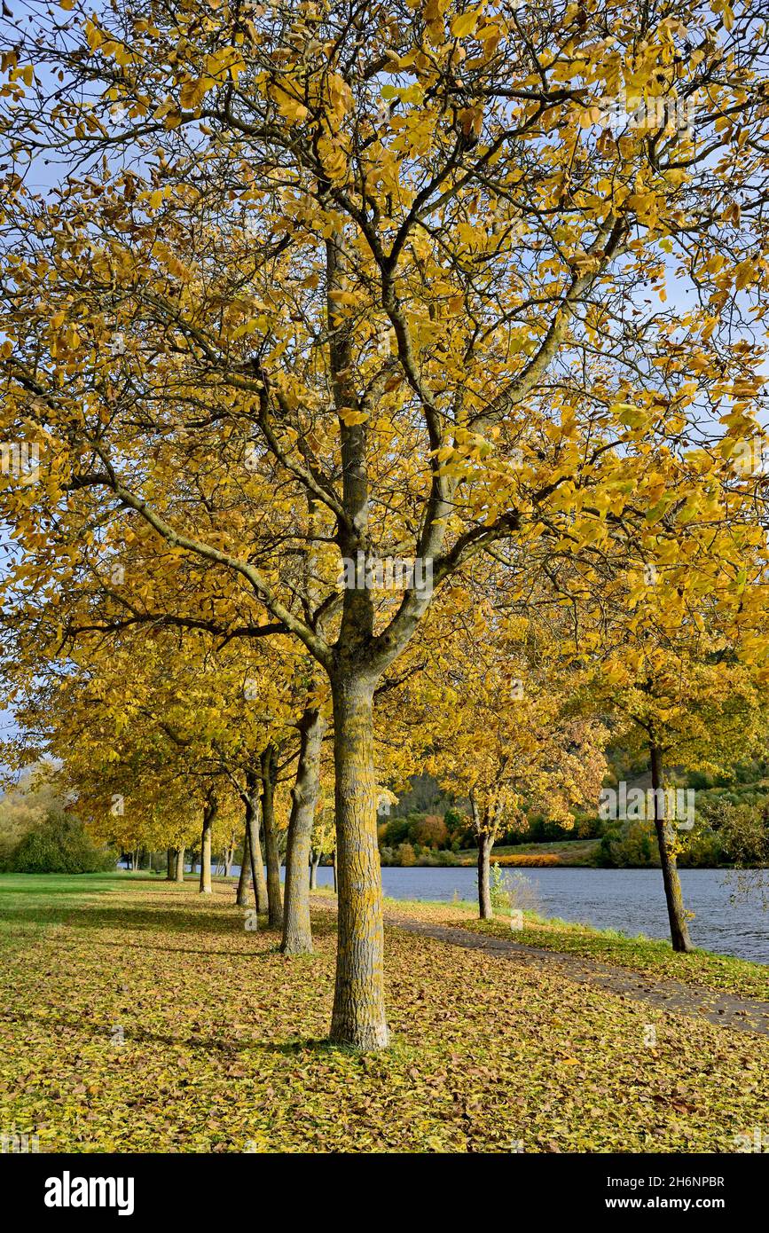Persian walnut (Juglans regia), walnut trees with autumn leaves ...