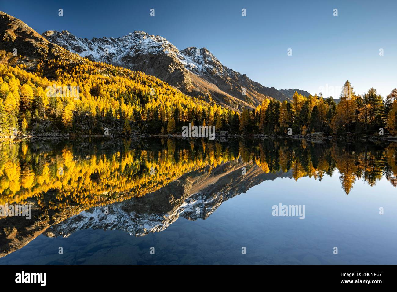 Lago pinaceae hi-res stock photography and images - Alamy
