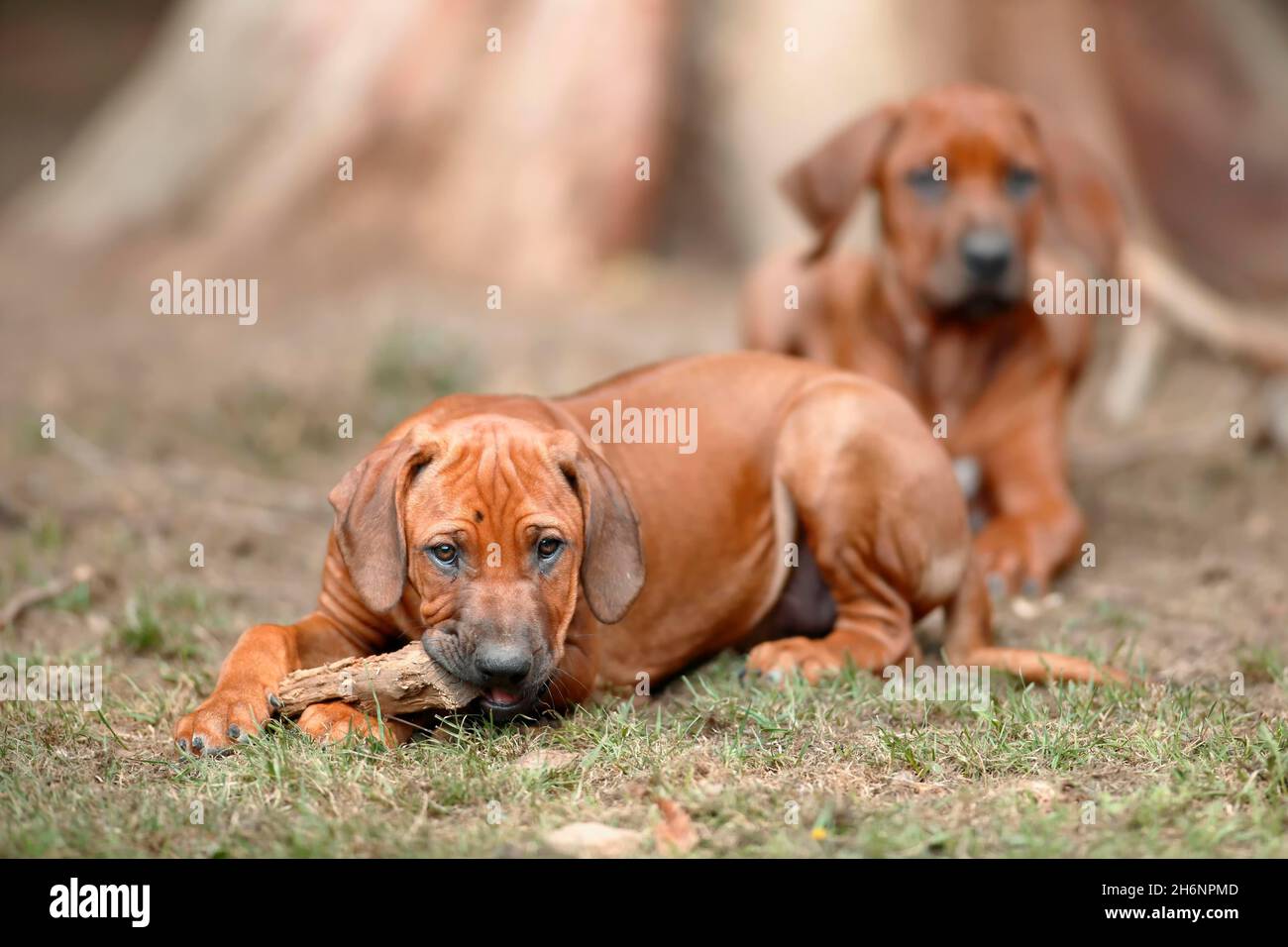 Rhodesian ridgeback puppies hi-res stock photography and images - Alamy