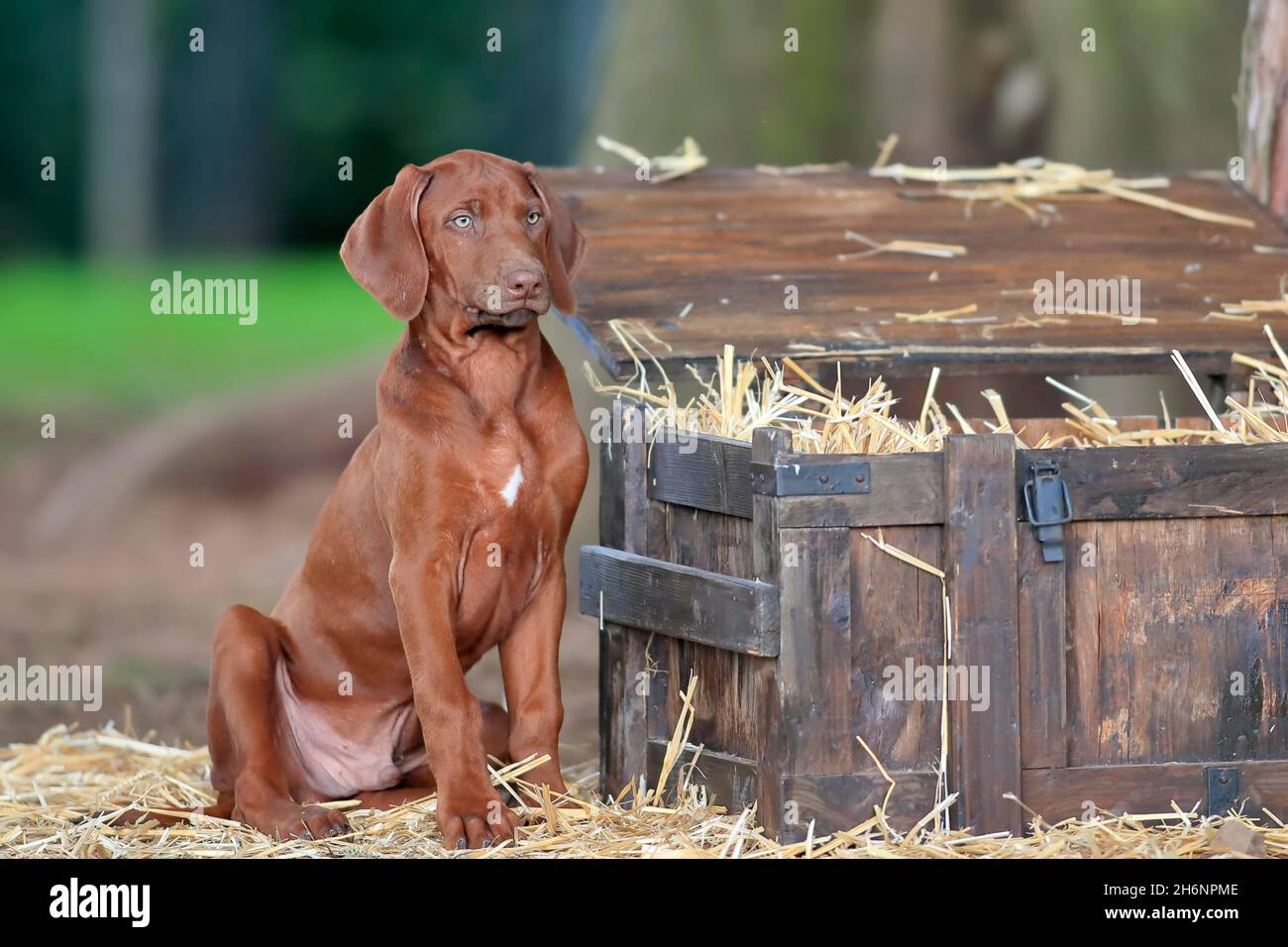 Rhodesian ridgeback domestic dog (Canis lupus familiaris), puppy ...