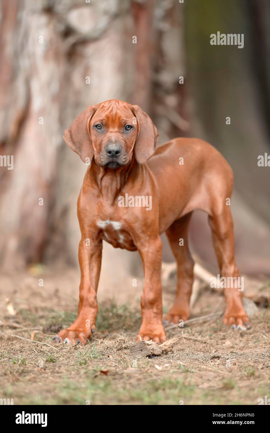 Rhodesian Ridgeback domestic dog (Canis lupus familiaris), puppy ...