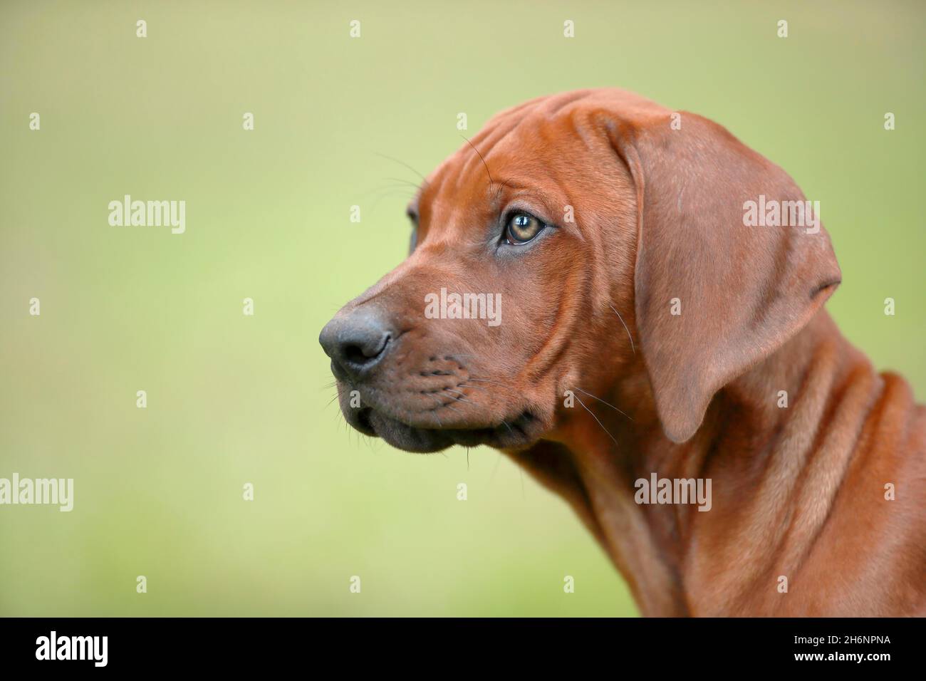 Rhodesian Ridgeback domestic dog (Canis lupus familiaris), puppy ...