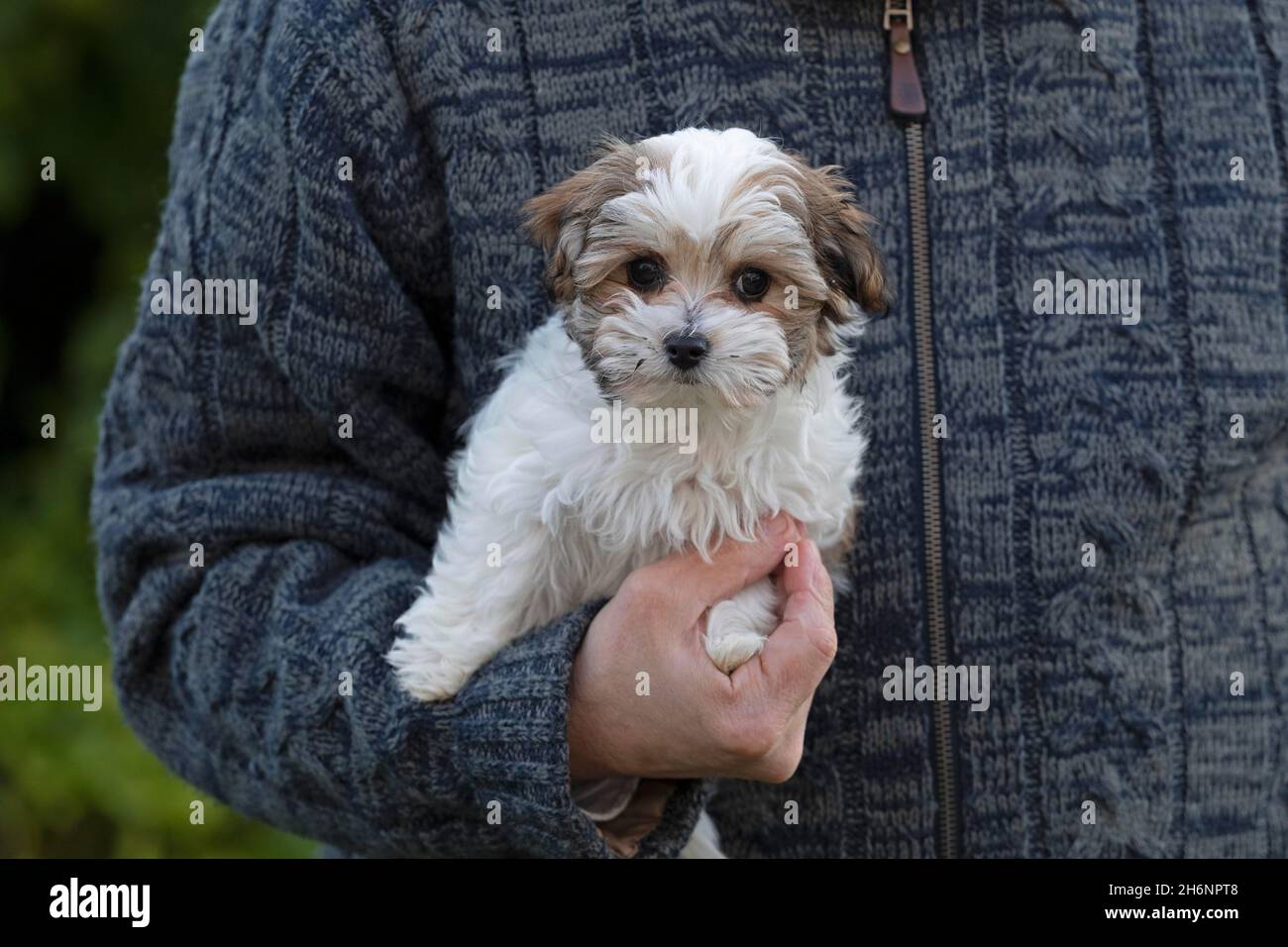 Bolonka Zwetna puppy in the arms of its master, Germany Stock Photo - Alamy
