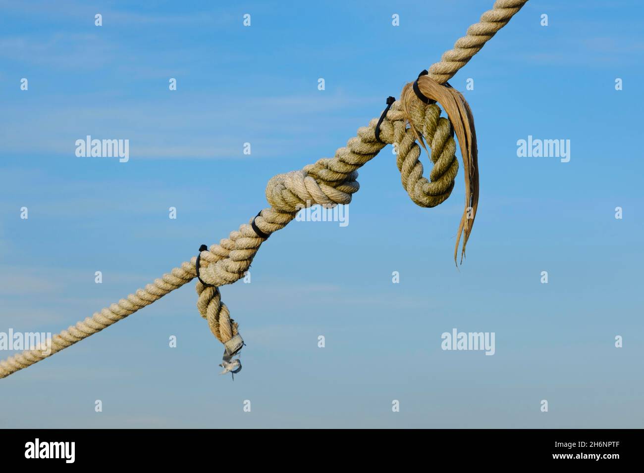 Lower knot hi-res stock photography and images - Alamy