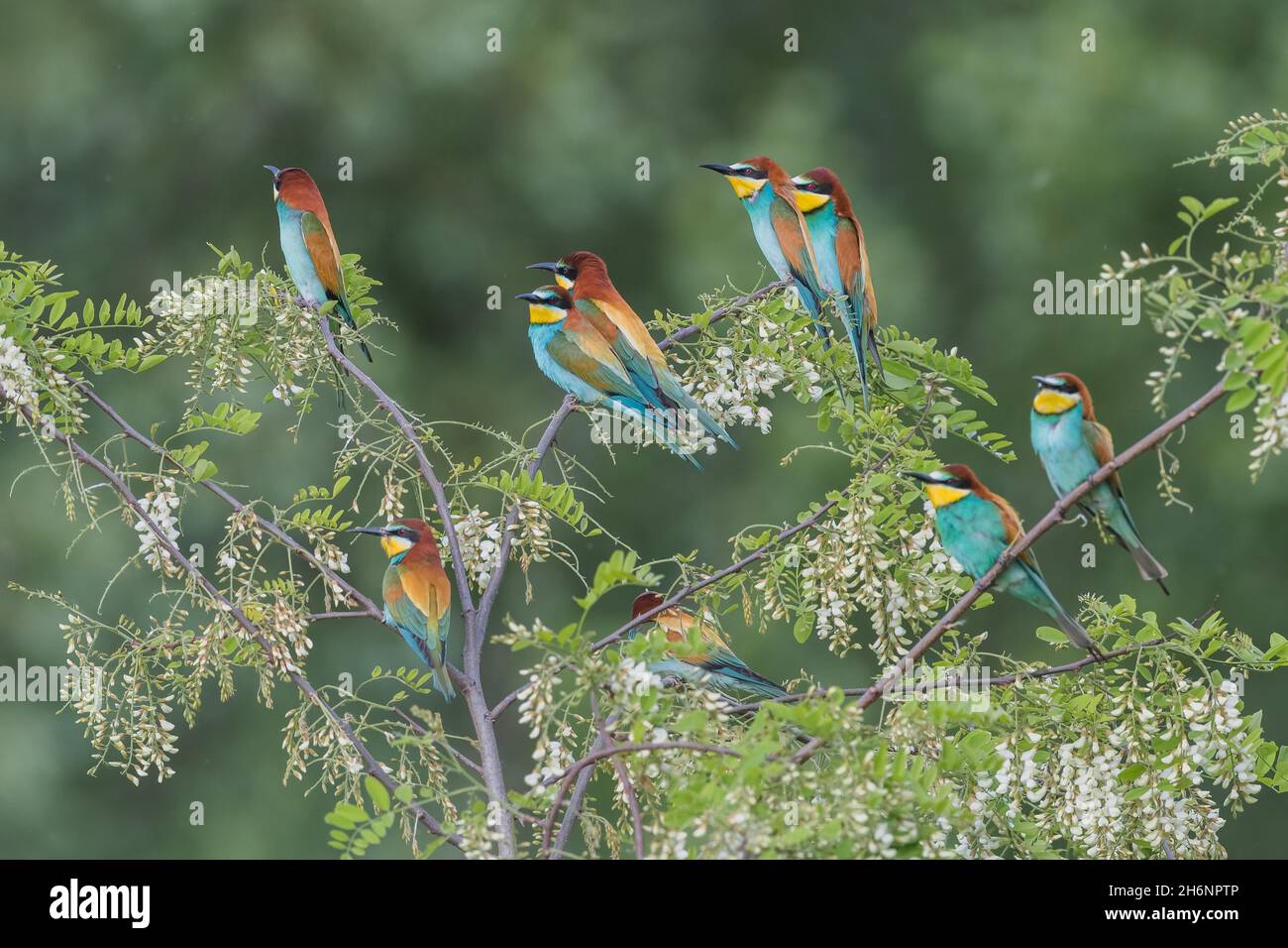 European bee-eaters (Merops apiaster Stock Photo - Alamy