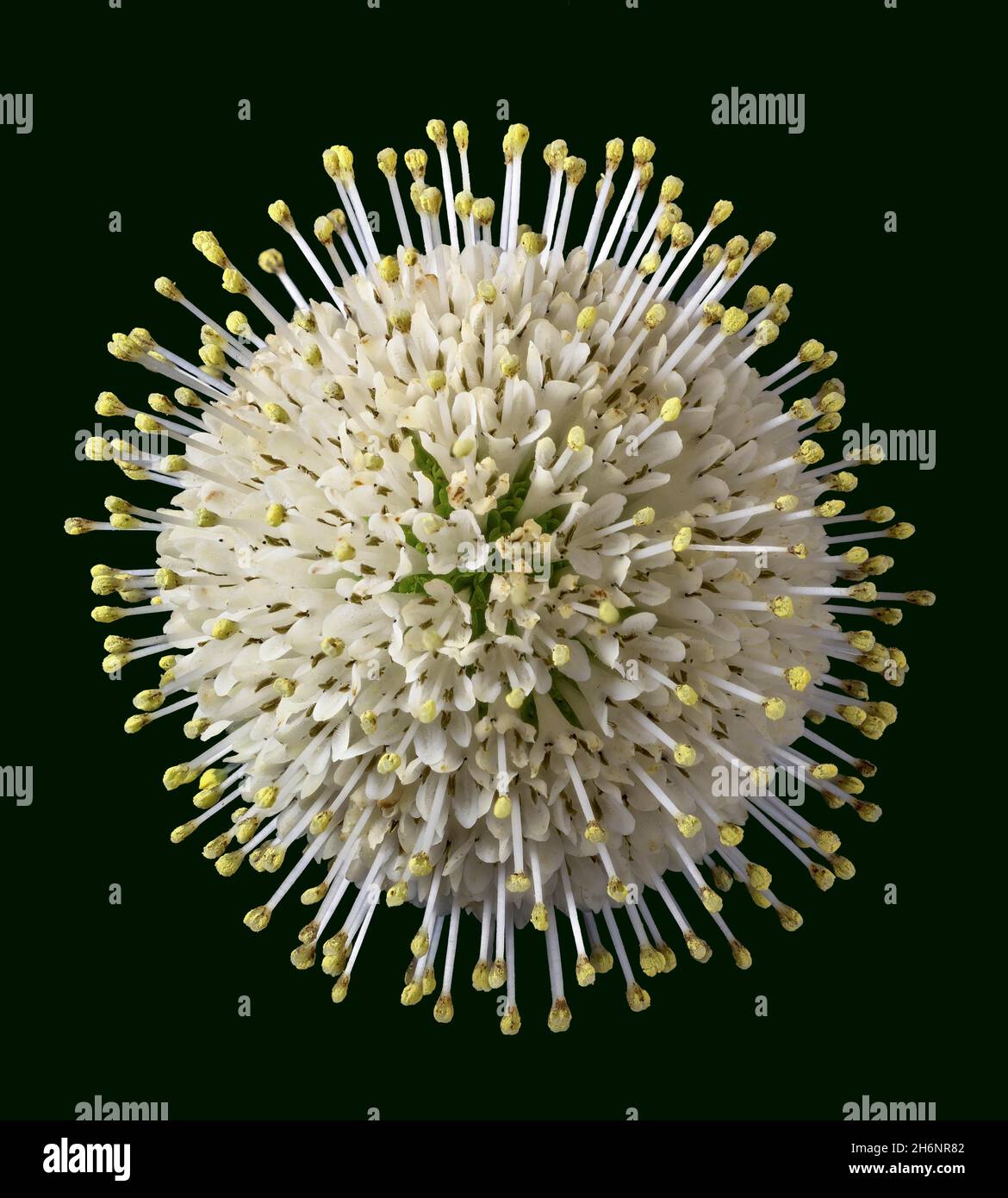 Flower of the buttonbush (Cephalanthus occidentalis), Frankfurt am Main ...