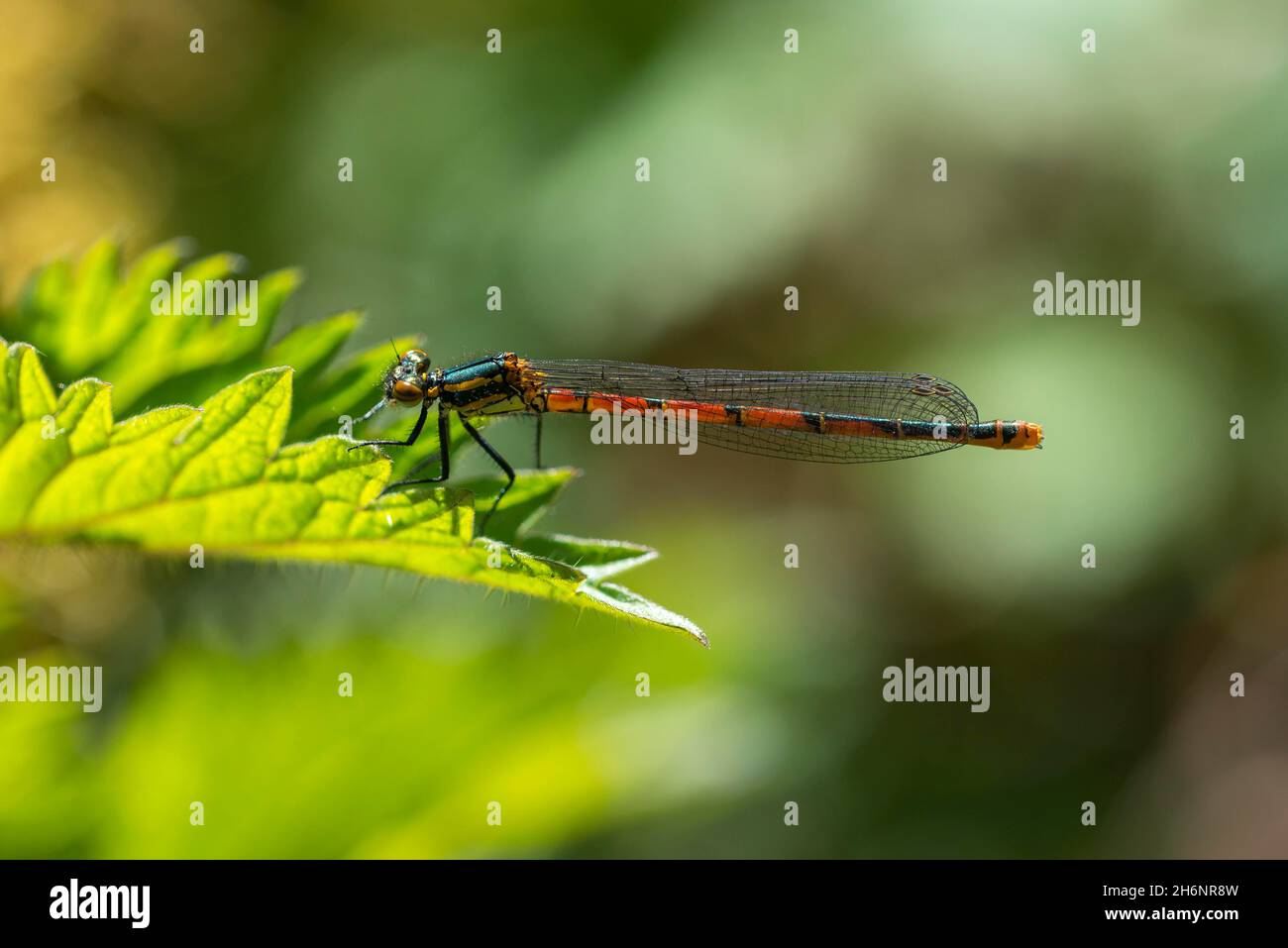 Large red damselfly (Pyrrhosoma nymphula) sitting on nettle leaf ...