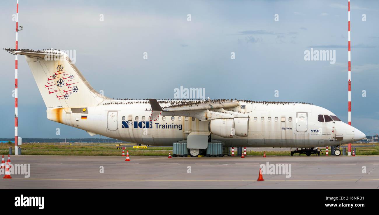 Flock of starlings and plane hi-res stock photography and images - Alamy