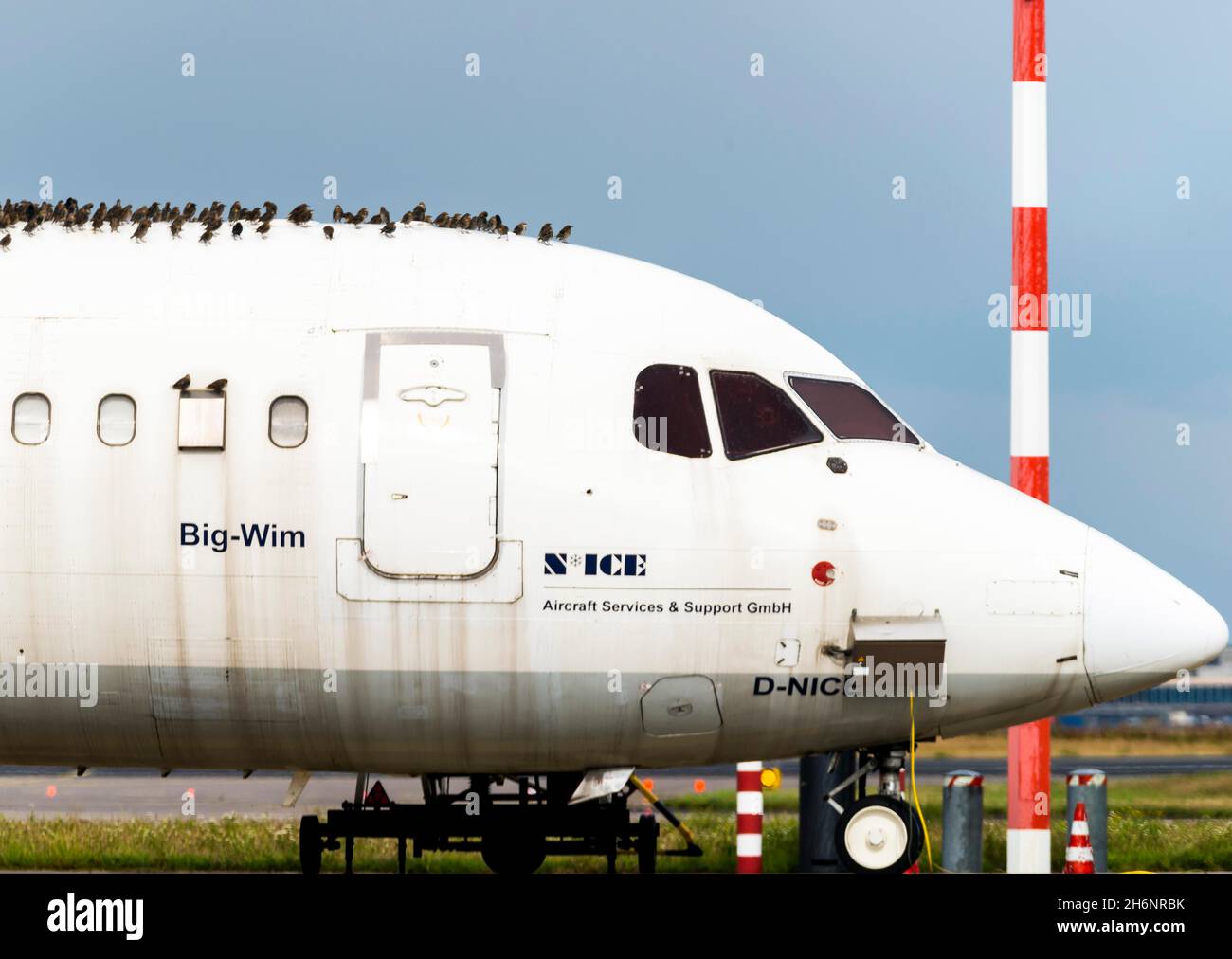Flock of starlings and plane hi-res stock photography and images - Alamy