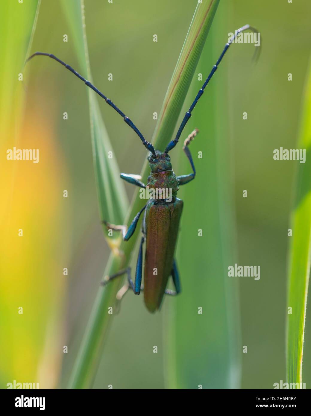 Longhorn beetle, musk beetle (Aromia moschata) on a blade of grass ...