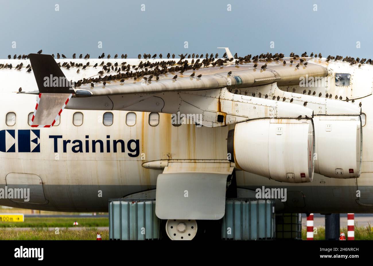 Flock of starlings and plane hi-res stock photography and images - Alamy