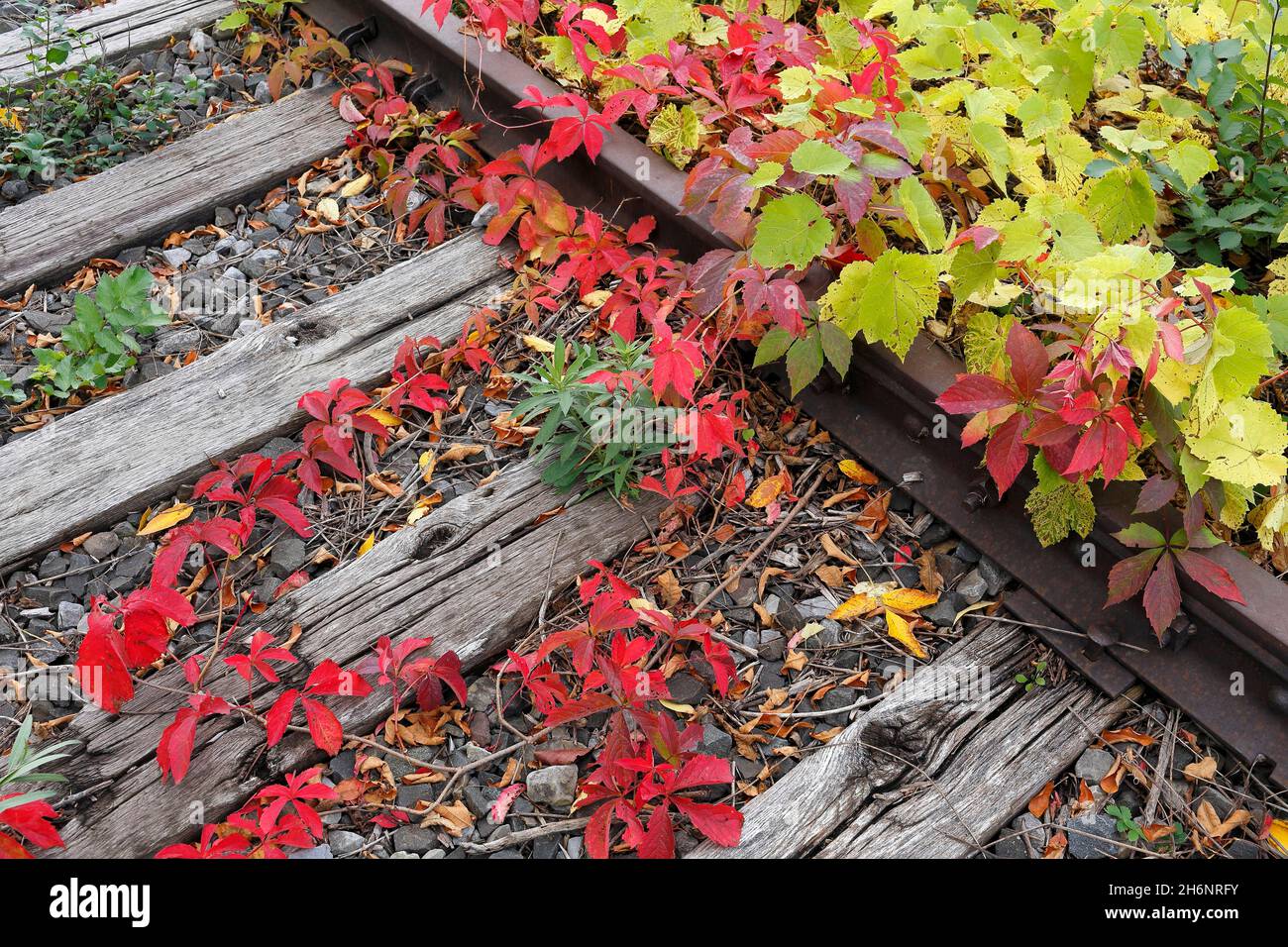Vegetation over disused railway line, Lery, Province of Quebec, Canada ...