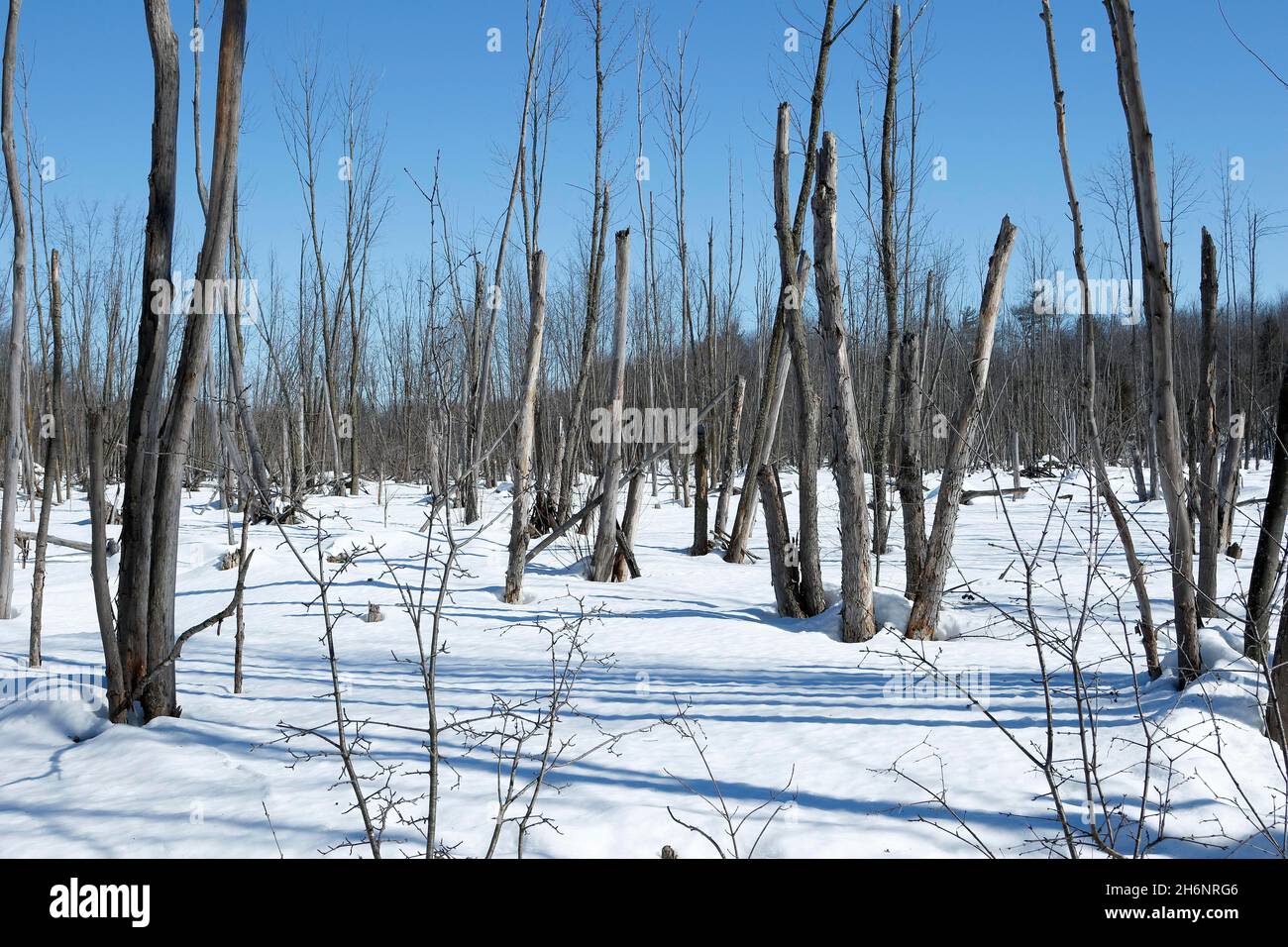 Death forest in winter, Province of Quebec, Canada Stock Photo - Alamy