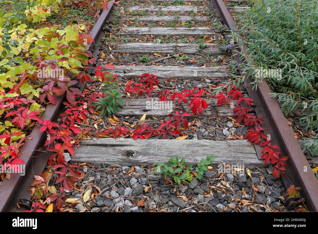 Vegetation over disused railway line, Lery, Province of Quebec, Canada ...