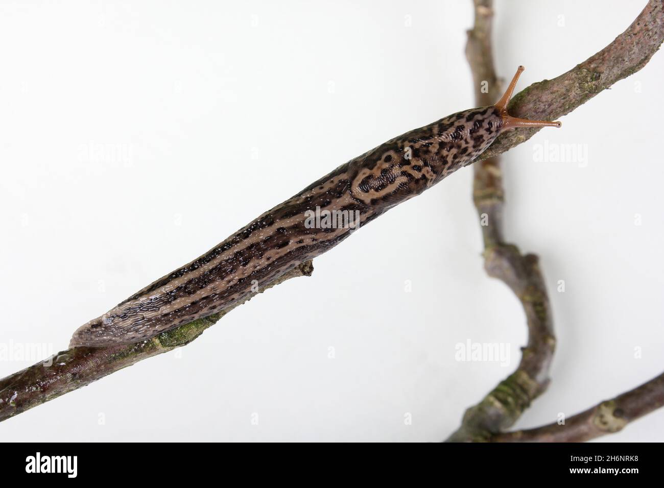 Leopard Slug (Limax maximus Stock Photo - Alamy