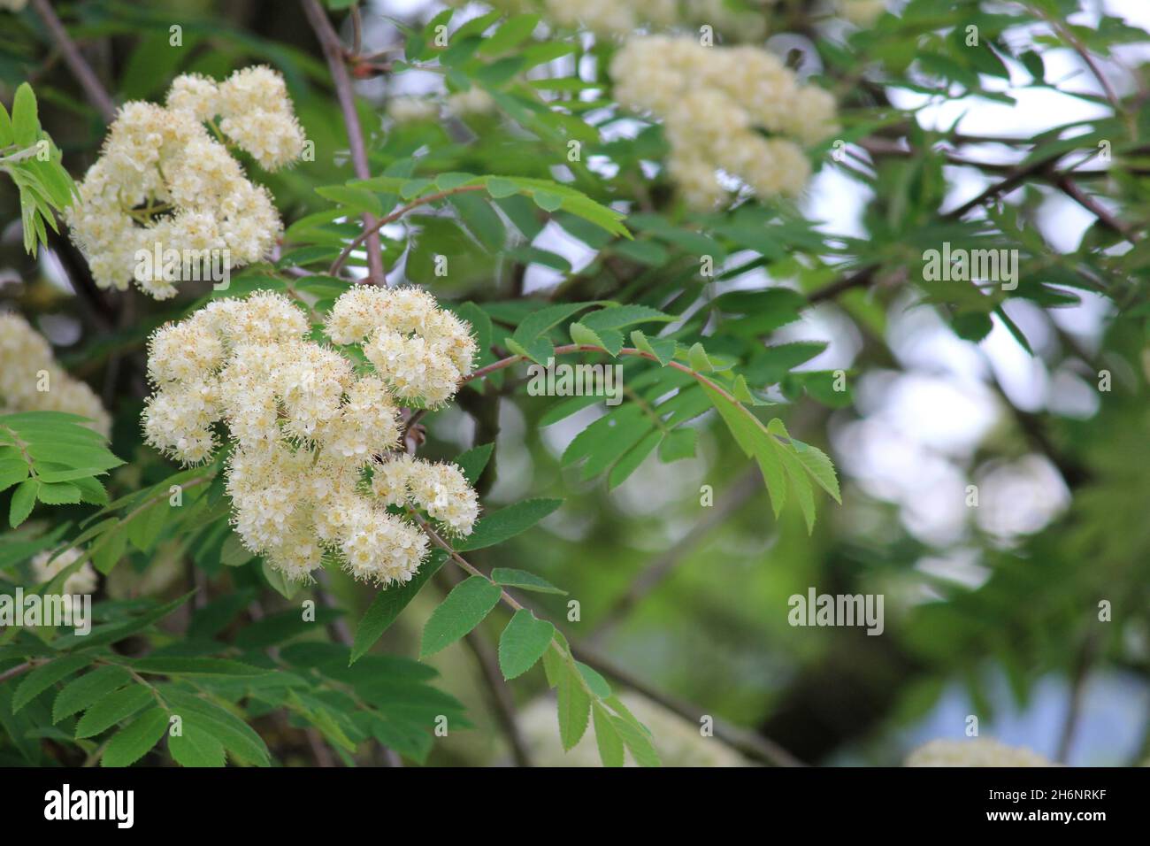 Common European rowan ( Sorbus aucuparia Stock Photo - Alamy