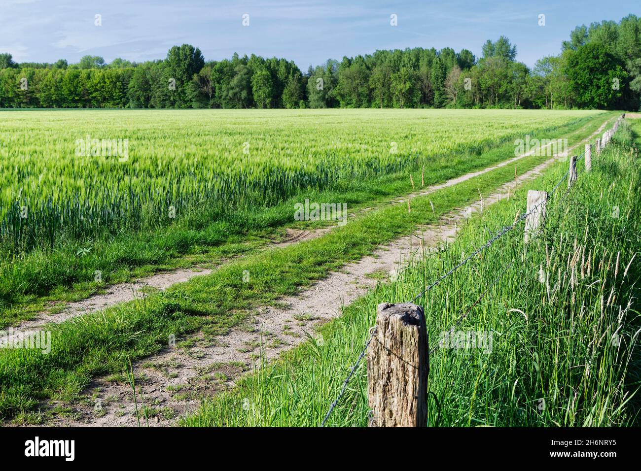 Field path at barley (Hordeum vulgare) field, Gelinter, Wachtendonk ...