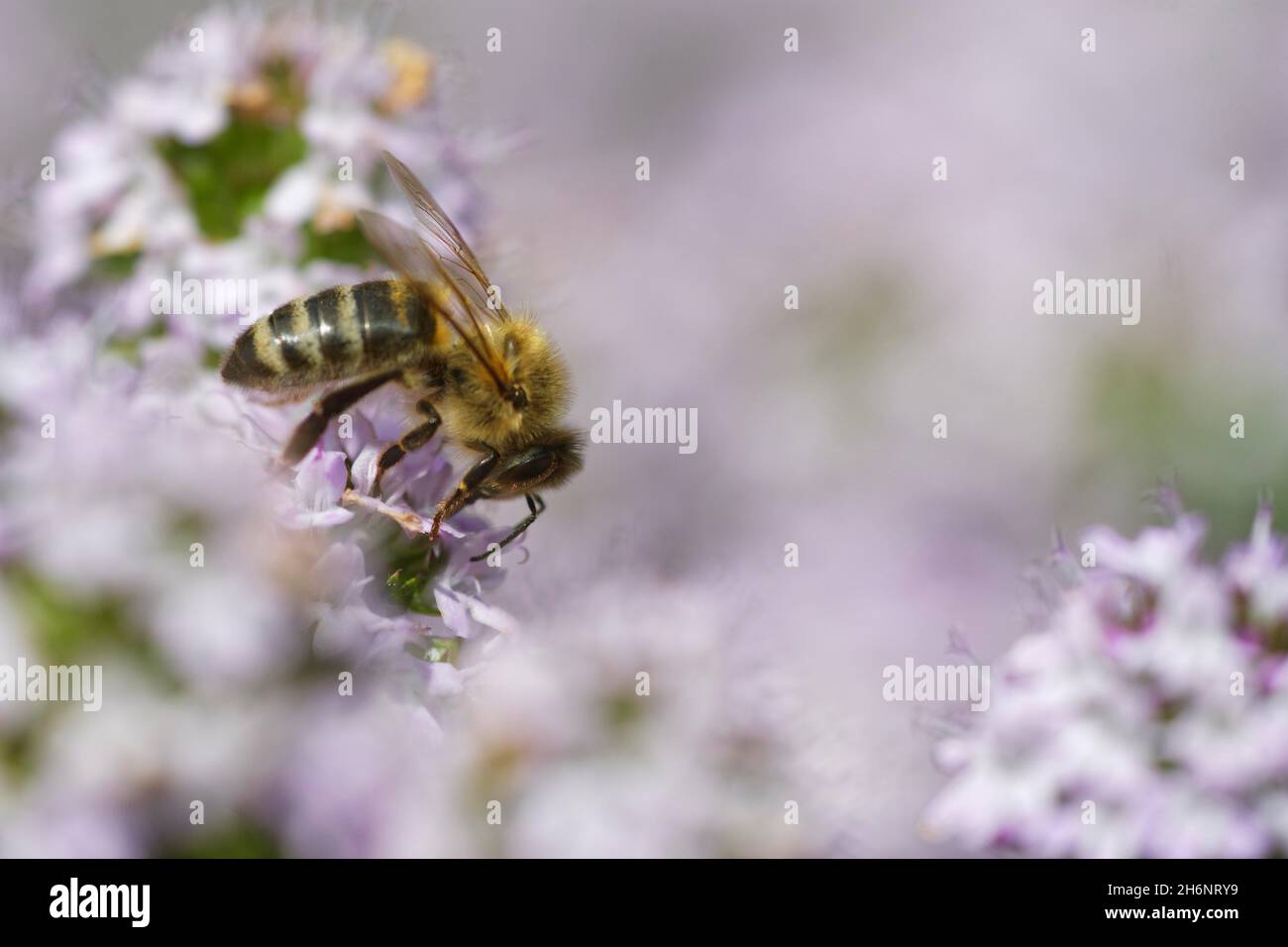 Honey bee (Apis mellifica) collecting nectar on broad leaved thyme ...