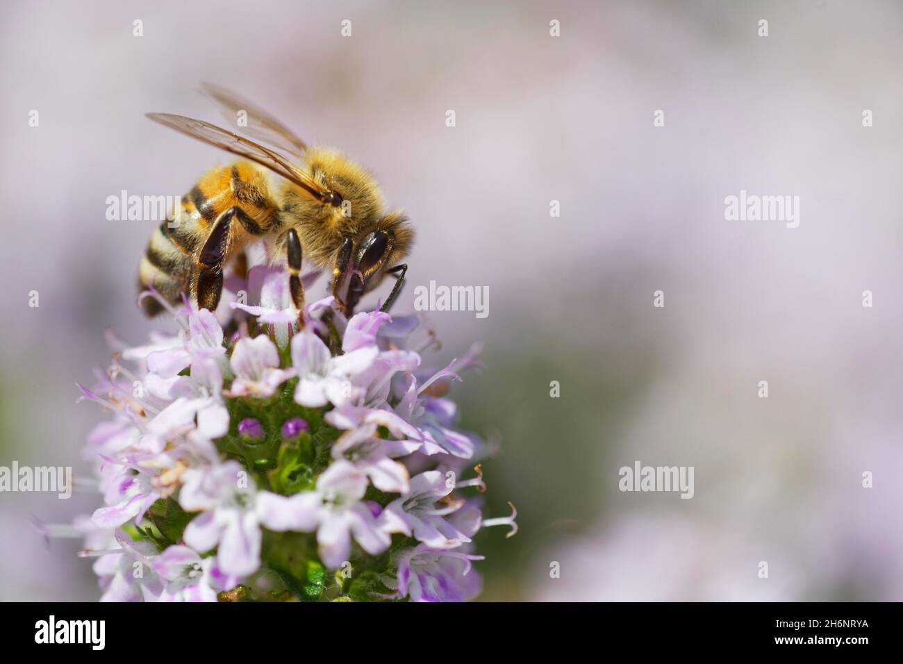 Honey bee (Apis mellifica) collecting nectar on broad leaved thyme ...