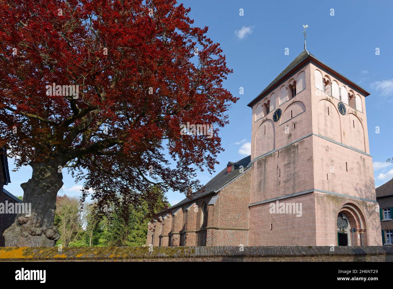 Church St Martinus with copper beech (Fagus sylvatica f. purpurea ...