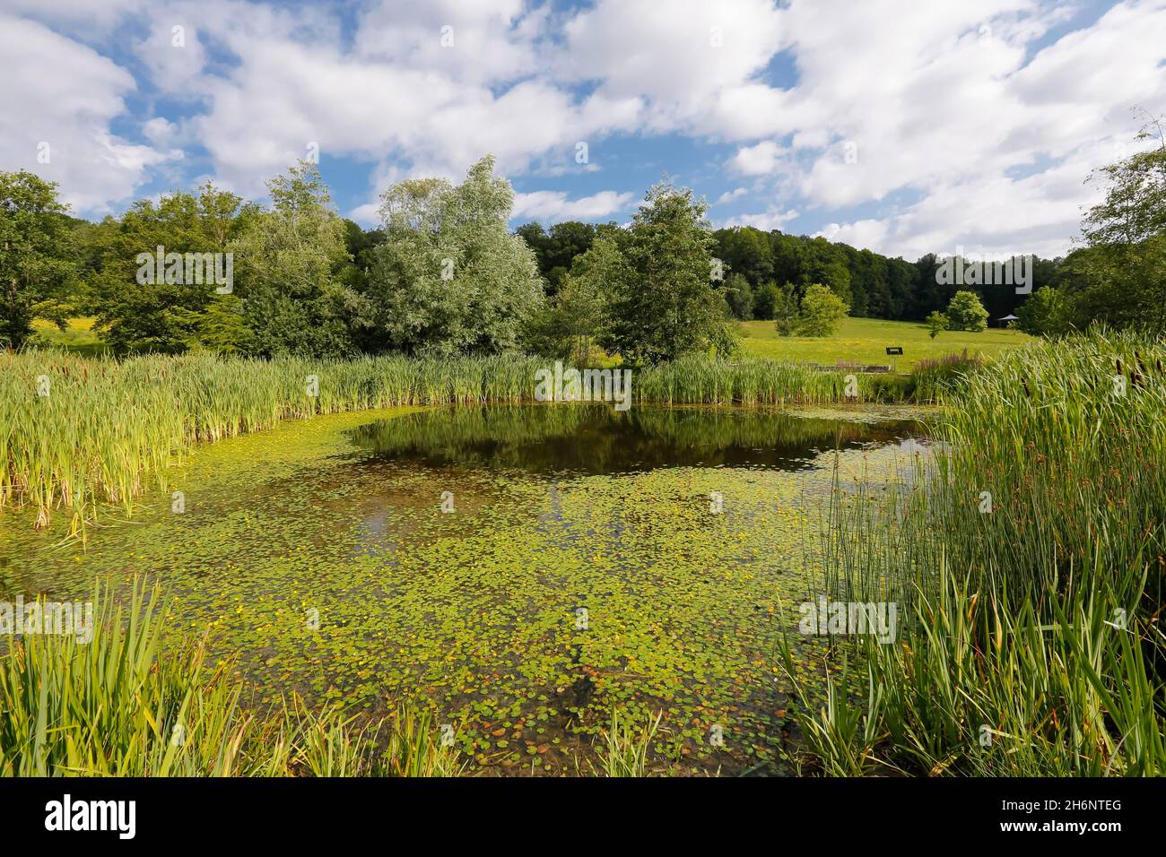 Botanical Garden of the University of Ulm, pond, wetland, pond, meadow ...