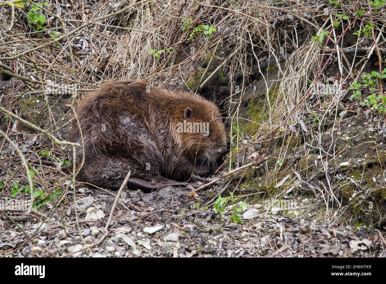Europaeischer Biber, Castor fiber, European Beaver Stock Photo - Alamy