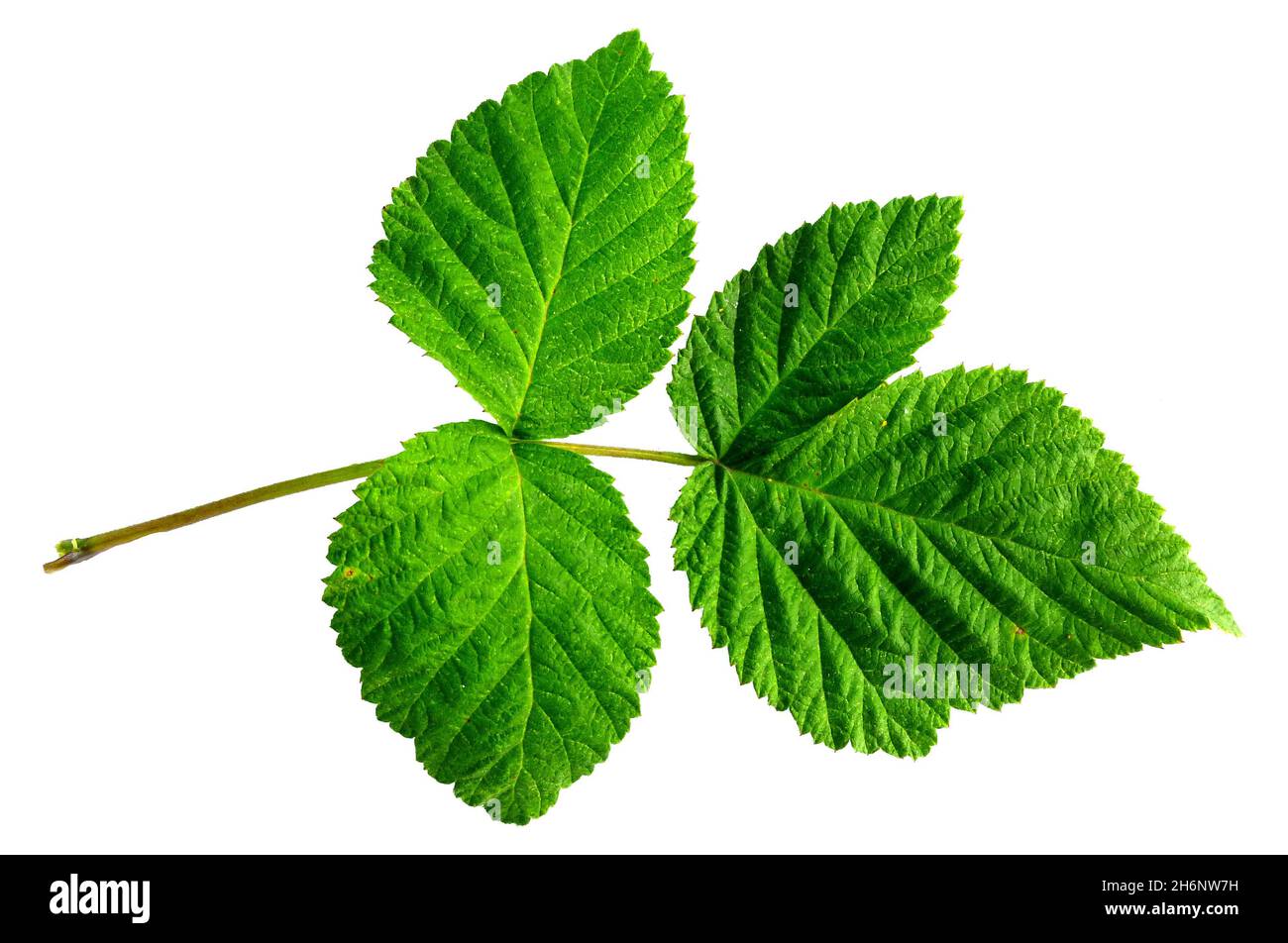 Raspberry green leaves isolated on white background Stock Photo - Alamy