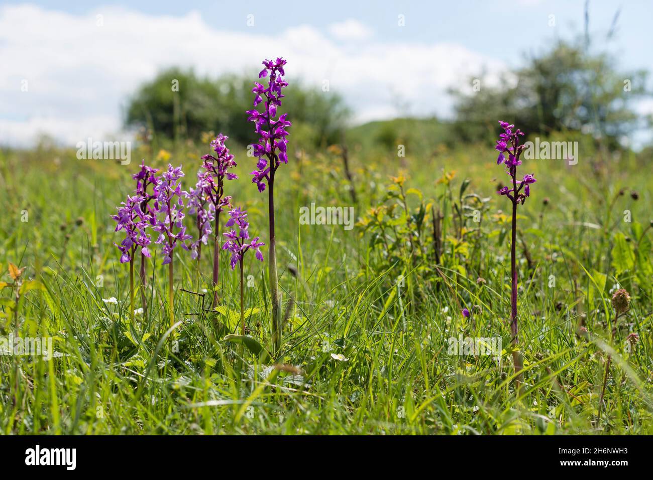 Early purple orchid (Orchis mascula) Hoher Doernberg, Habichtswald ...