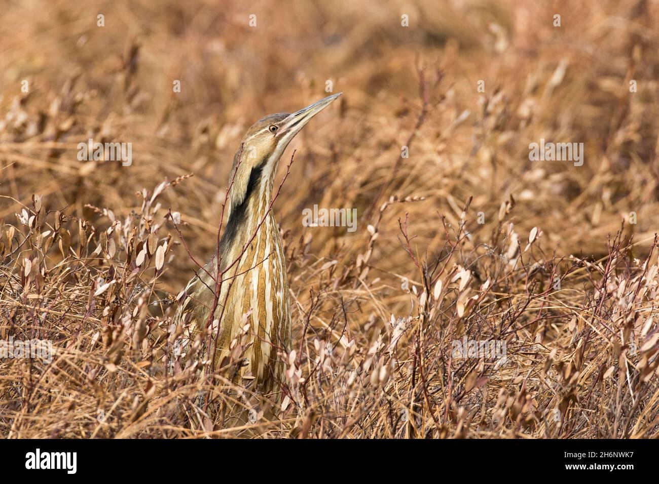 American bittern (Botaurus lentiginosus), La Mauricie, Quebec, Canada ...