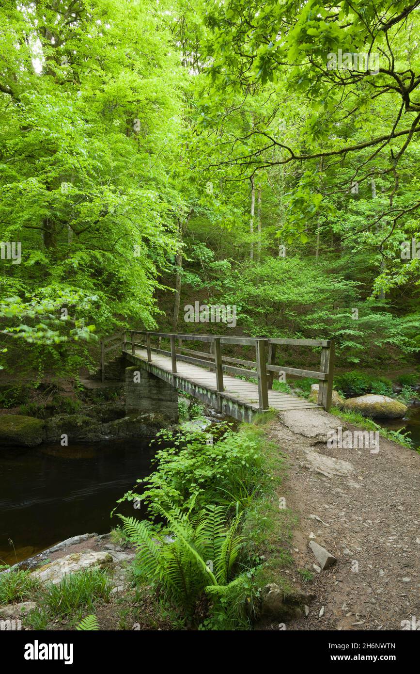 Ash Bridge over the East Lyn River at Barton Wood in Exmoor National ...
