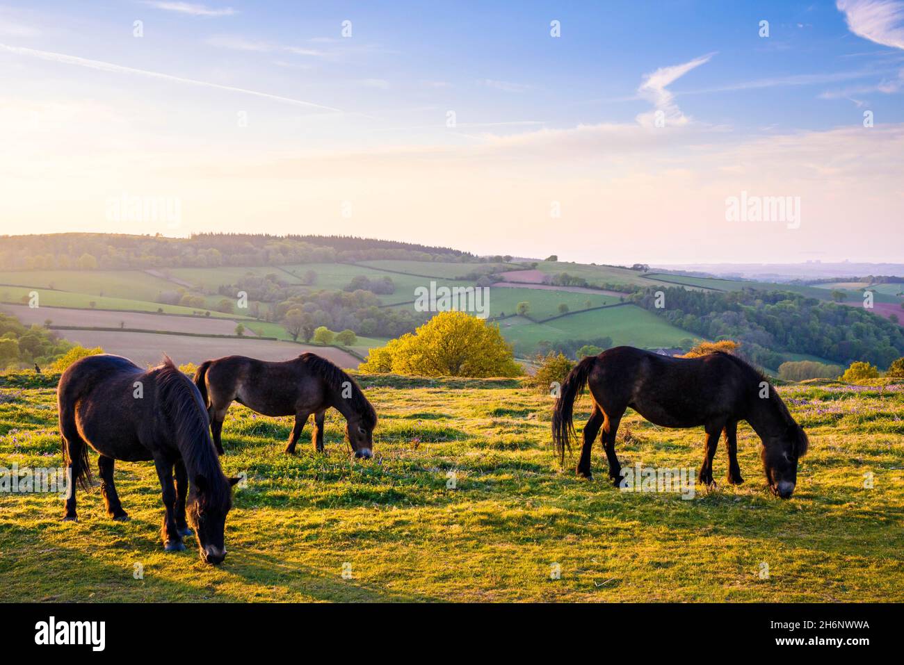 Exmoor Ponies on Cothelstone Hill in the Quantock Hills, Somerset ...