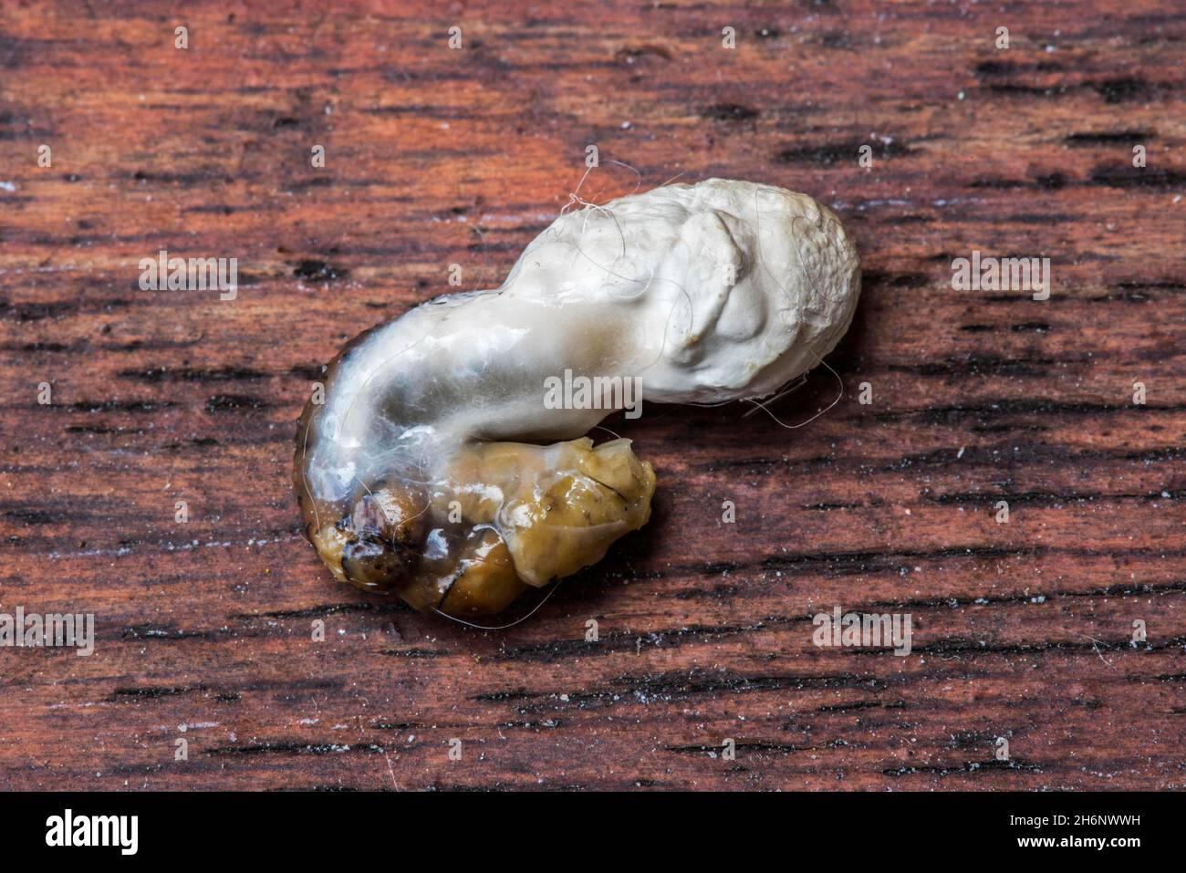 Excretion hi-res stock photography and images - Alamy