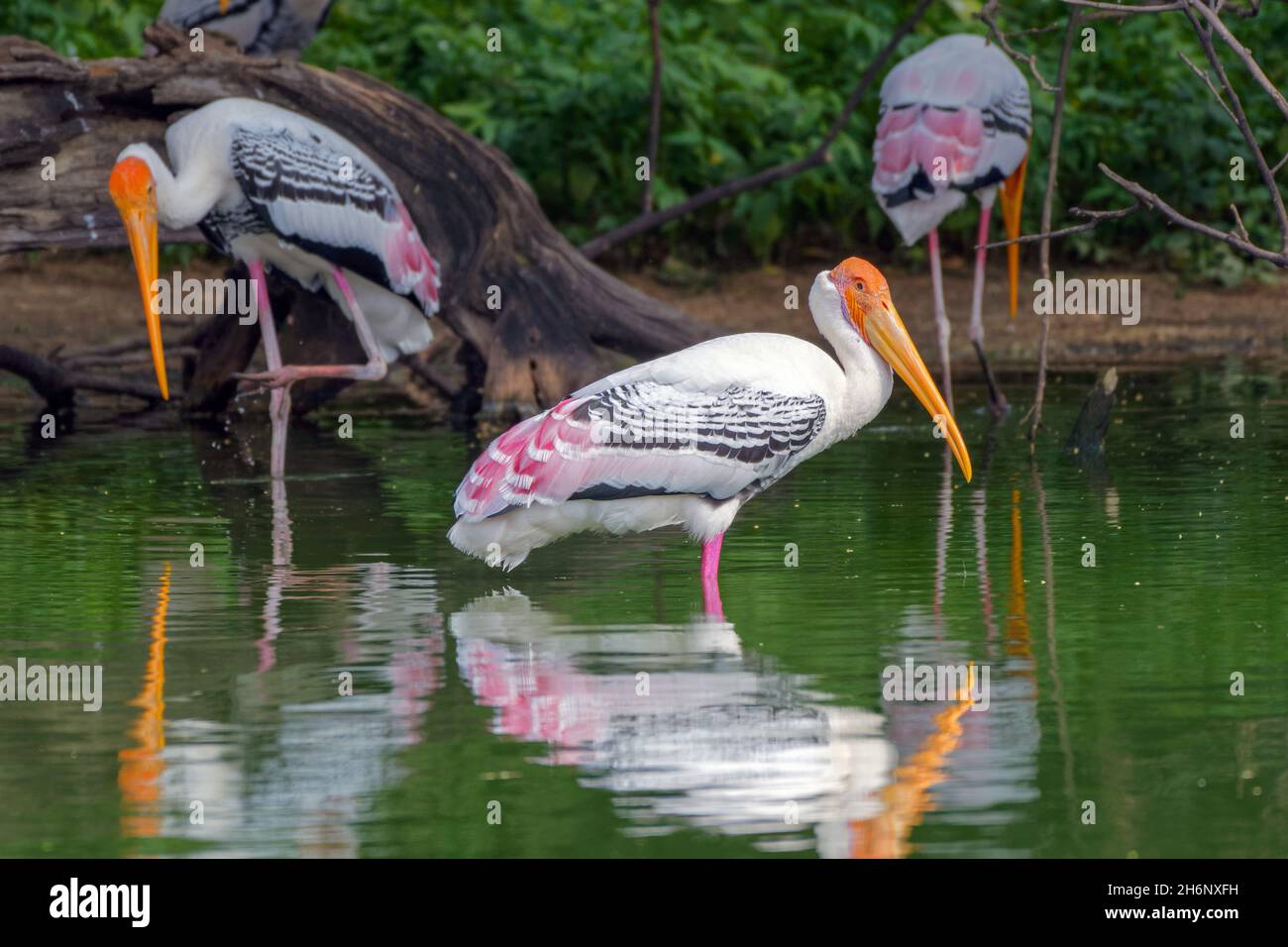 Painted storks wading in the sludgy lake in new Delhi in India Stock ...