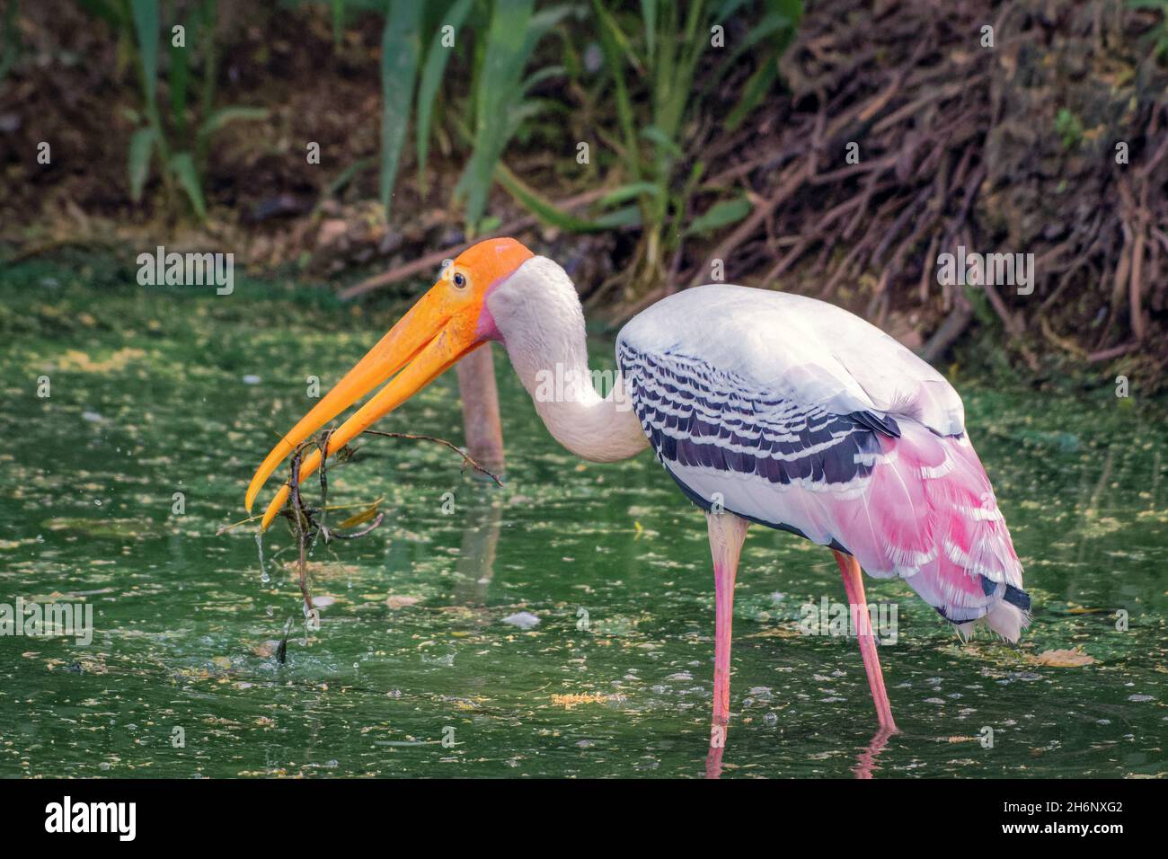 Cute painted stork wading and eating in a sludgy lake in New Delhi in ...