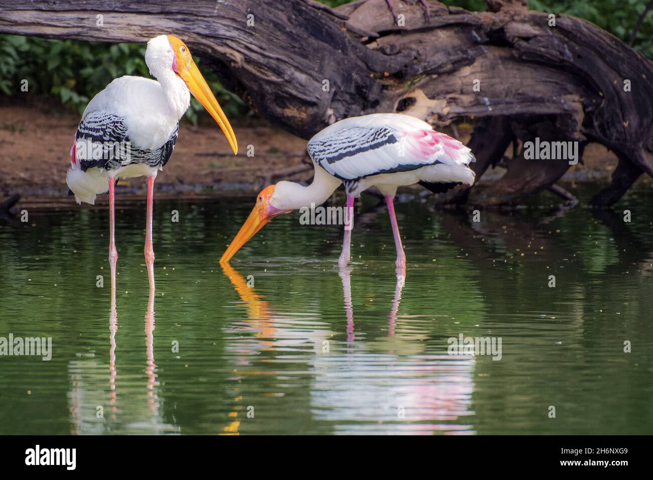 Painted storks wading in a lake in New Delhi in India Stock Photo - Alamy