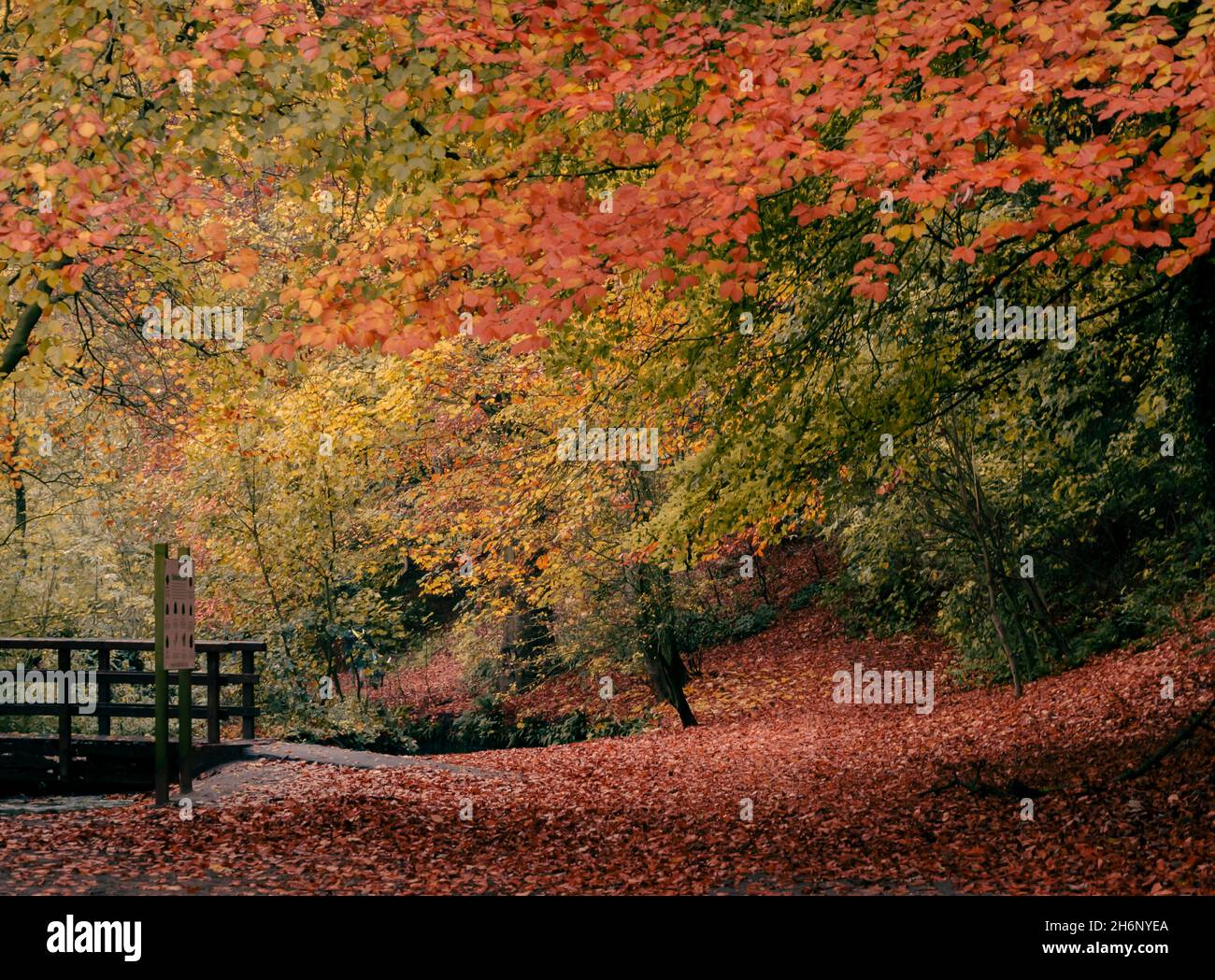 Autumn woodland trees hi-res stock photography and images - Alamy