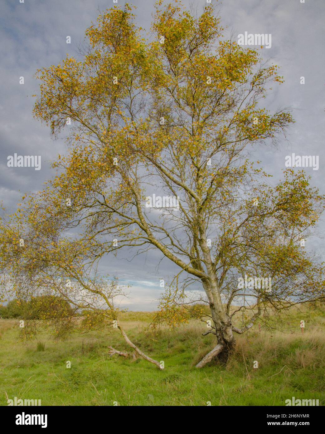 silver birch tree in autumn Stock Photo - Alamy