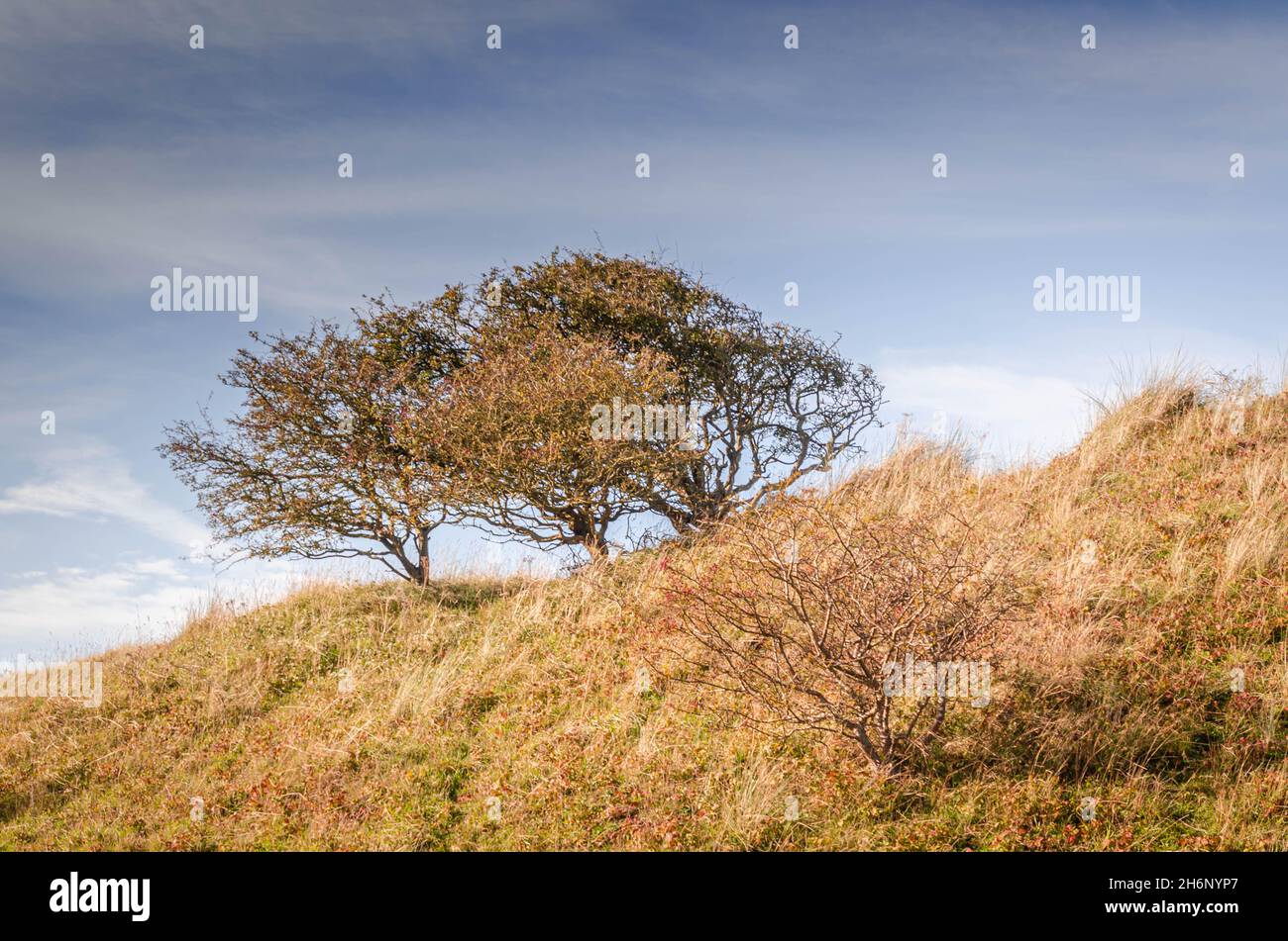 hawthorn trees on sand dunes Stock Photo - Alamy
